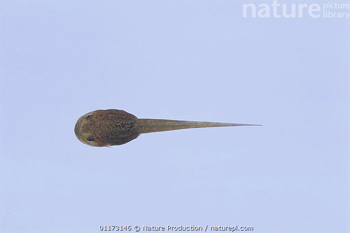 Stock photo of Forest Green Tree frog {Rhacophorus arboreus} tadpole ...