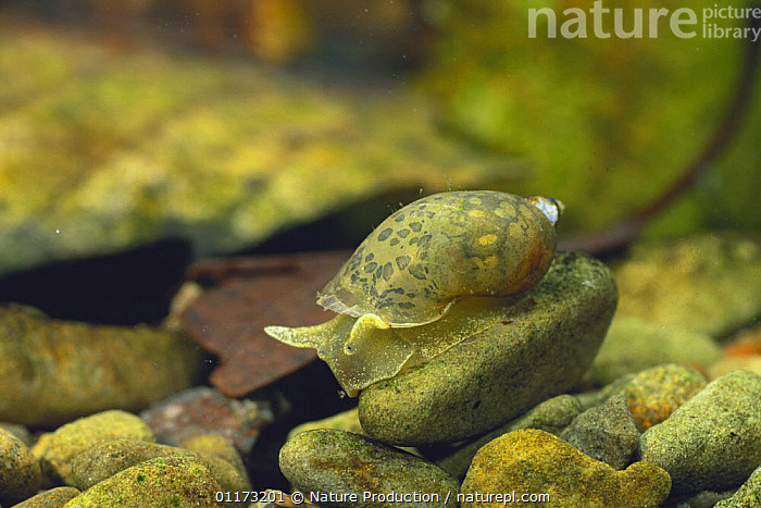 Stock photo of Big-ear Radix snail {Lymnaea auricularia} Wakayama ...