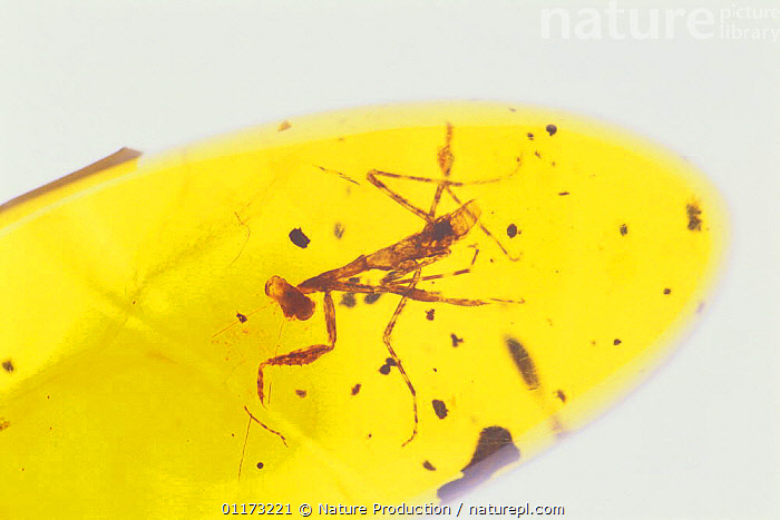 Stock photo of Praying mantis trapped in amber, Asia. Available for ...