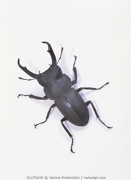 Stock photo of Little Stag Beetle {Dorcus rectus rectus} Asia ...