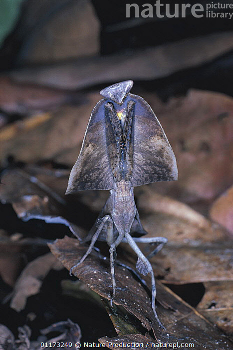 Stock photo of Dead Leaf Mimic Mantis {Deroplatys truncata} defense ...