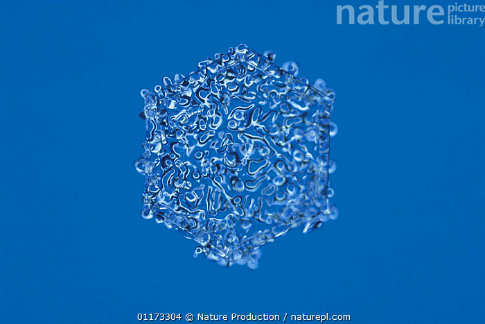 Stock photo of Hail crystal (photomicroscopy x 40). Available for sale ...
