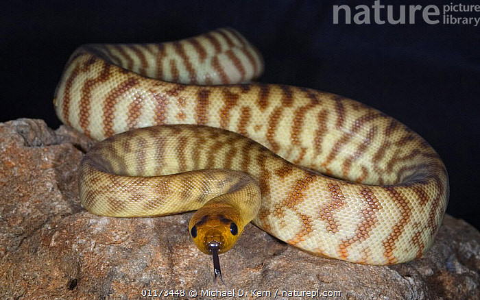 Stock photo of Woma Python {Aspidites ramsayi} captive, Australia ...
