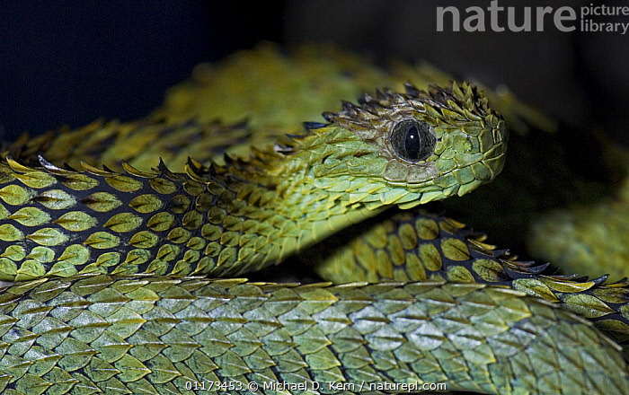 Stock photo of Hairy bush viper snake {Atheris hispidus} captive occurs ...