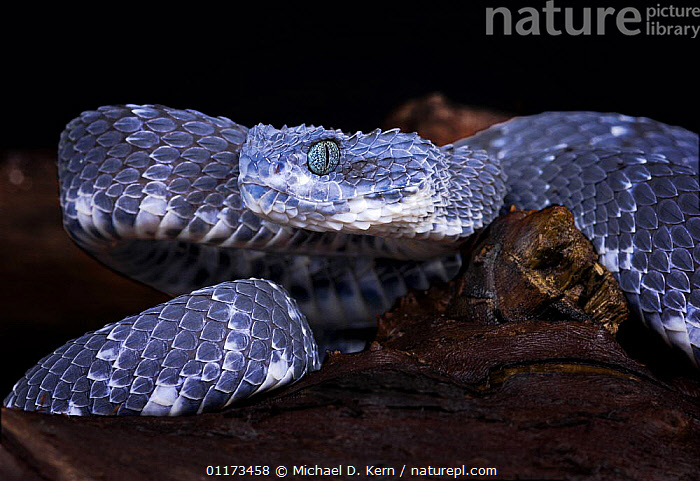 Stock photo of Variable / African bush viper snake {Atheris squamiger ...