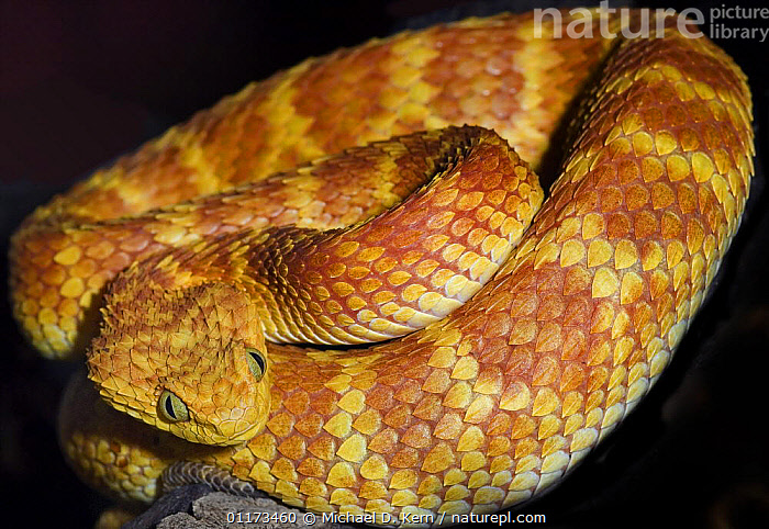 Stock photo of Variable / African bush viper snake {Atheris squamiger ...