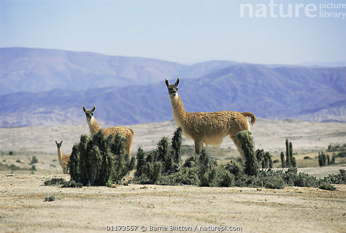 Stock photo of Guanaco {Lama guanicoe} on the Atacama Desert, Chile, c ...