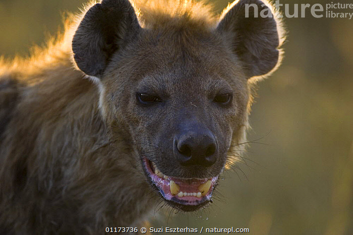 Stock photo of Spotted Hyena {Crocuta crocuta} face portrait, Masai ...