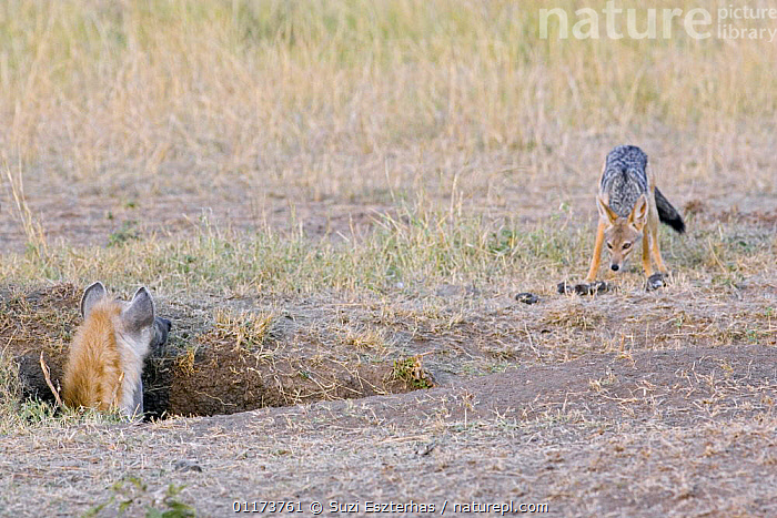 Stock photo of Spotted Hyena {Crocuta crocuta} watching Jackal ...
