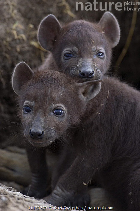 Stock photo of Spotted Hyena {Crocuta crocuta} 22-day old cubs playing ...