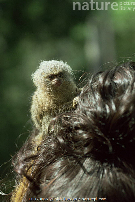 Stock photo of Pet Pygmy marmoset {Cebuella / Callithrix pygmaea} in ...