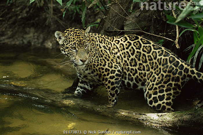 Stock photo of Wild Jaguar male in creek (Panthera onca) Amazonia ...