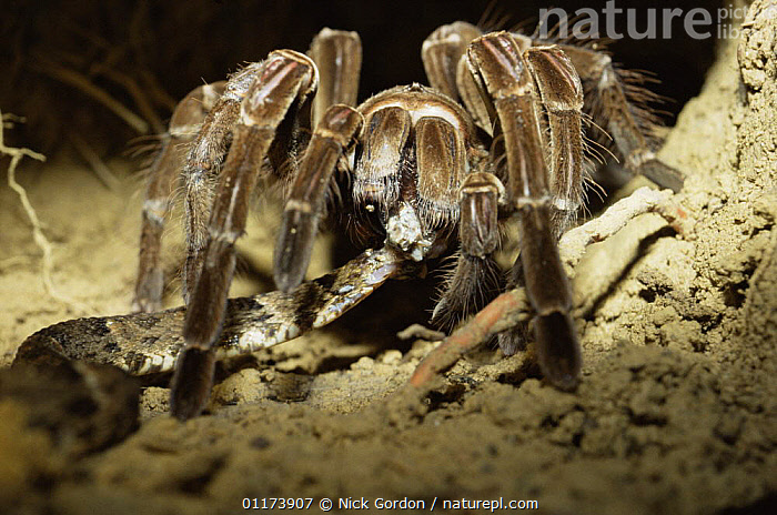 Tarantula Eating Snake