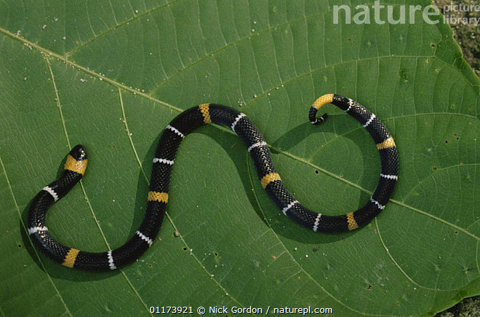 Stock photo of Unknown snake species, Amazonia, Brazil. Available for ...