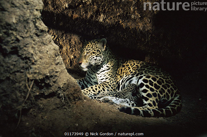 Jaguar Cubs Pictures In The Den