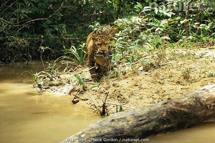 Stock photo of Male Jaguar (Panthera onca) with Yellow foot tortoise ...