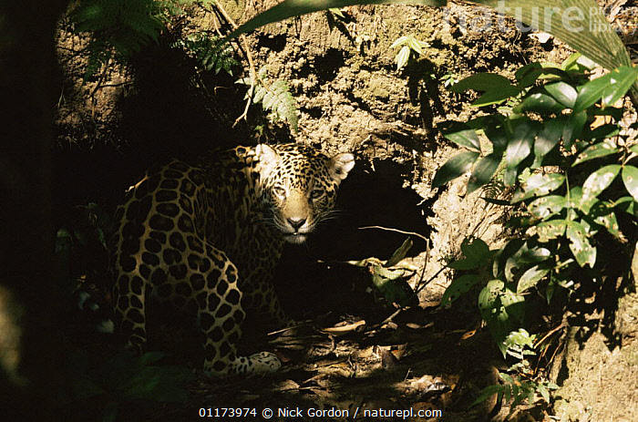 Stock photo of Jaguar female about to enter birth den (Panthera onca ...