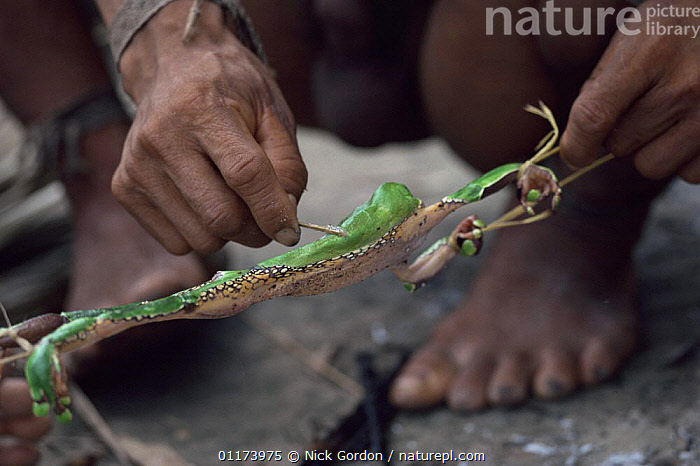 Stock photo of Matis Indians using poisonous toxin from captured Poison ...