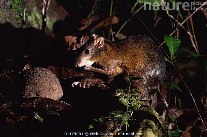 Stock photo of Green acouchi (Myoprocta acouchy) eating Brazil nut ...