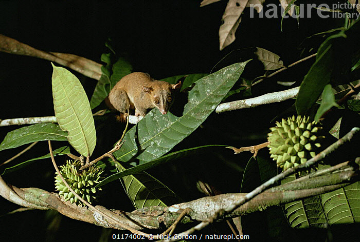 Stock photo of Bare tailed wooly opossum (Caluromys philander ...