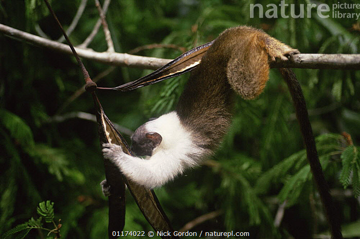 Stock photo of Bare faced tamarin (Saguinus bicolor) feeding on seed ...