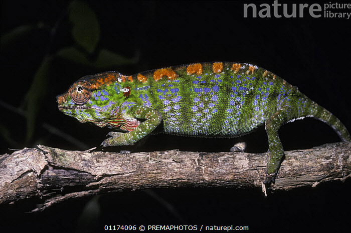 Stock photo of Snub nosed / Labord's chameleon (Chamaeleo / Furcifer ...