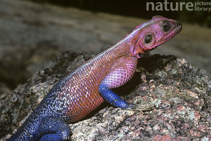 Stock photo of Rainbow / Red-headed agama lizard (Agama agama) male in ...