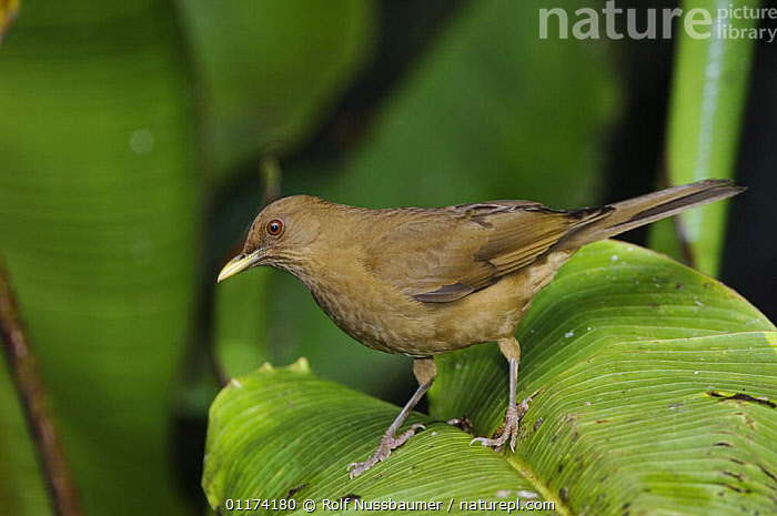 Stock photo of Clay-colored Robin / thrush {Turdus grayi} on Heliconia ...