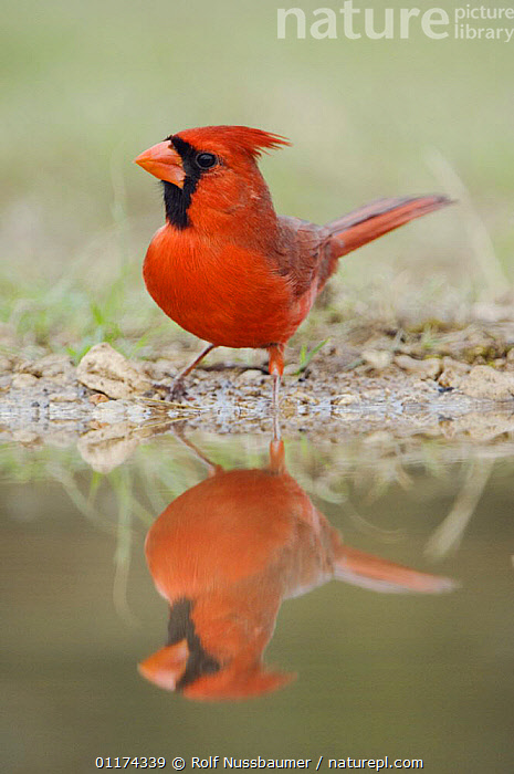 Stock photo of Northern Cardinal {Cardinalis cardinalis} male drinking ...