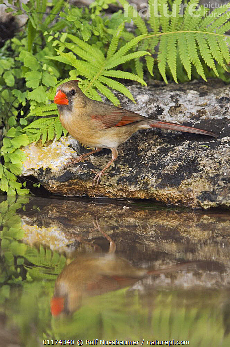 Stock photo of Northern Cardinal {Cardinalis cardinalis} female ...