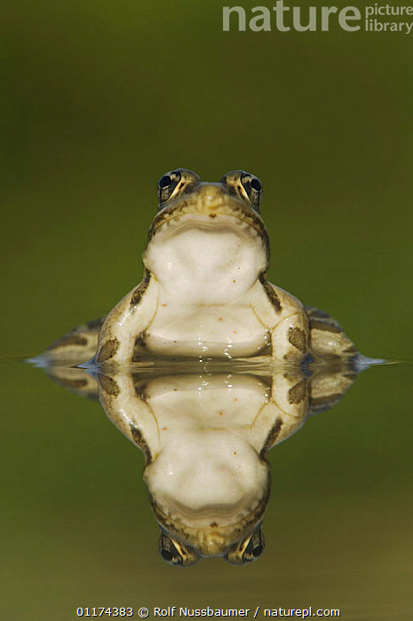 Stock photo of Rio Grande Leopard Frog {Rana berlandieri} with ...