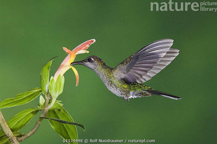 Stock photo of Violet Sabrewing {Campylopterus hemileucurus} female ...