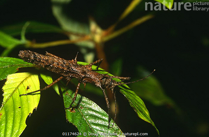 Stock photo of Stick insect {Phasmidae} in rainforest, Lanjak-Entimau ...