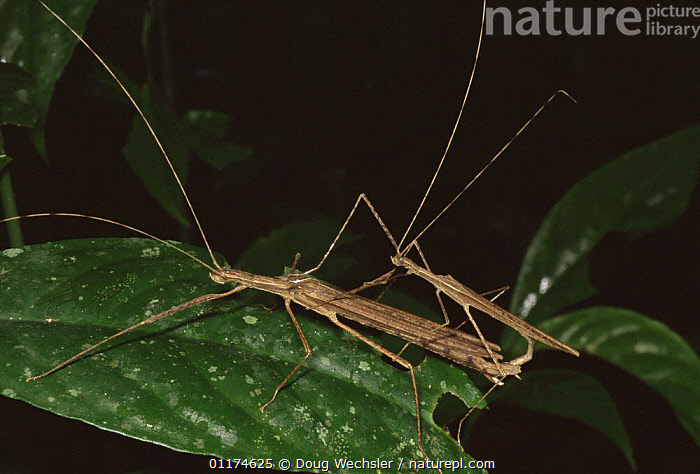 Stock photo of Walking stick insects {Phasmidae} mating on leaves ...