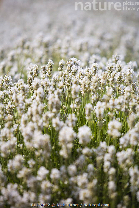 Stock photo of White Lavender in flower (Lavandula angustifolia Alba ...