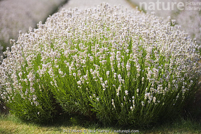 Stock photo of White Lavender in flower (Lavandula angustifolia Alba ...