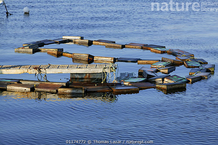 Stock photo of Old wooden lobster crates tied together, floating ...