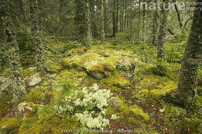 Stock photo of Spruce fir forest with moss and lichen, Acadia National ...