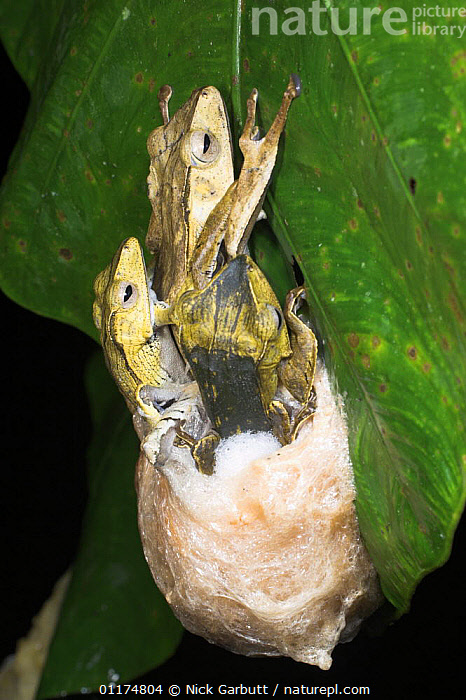 Stock photo of Bornean eared tree frog (Polypedates otilophus) female ...
