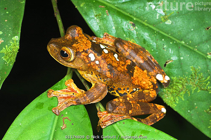 Stock photo of Harlequin Tree Frog (Rhacophorus pardalis). Danum Valley ...