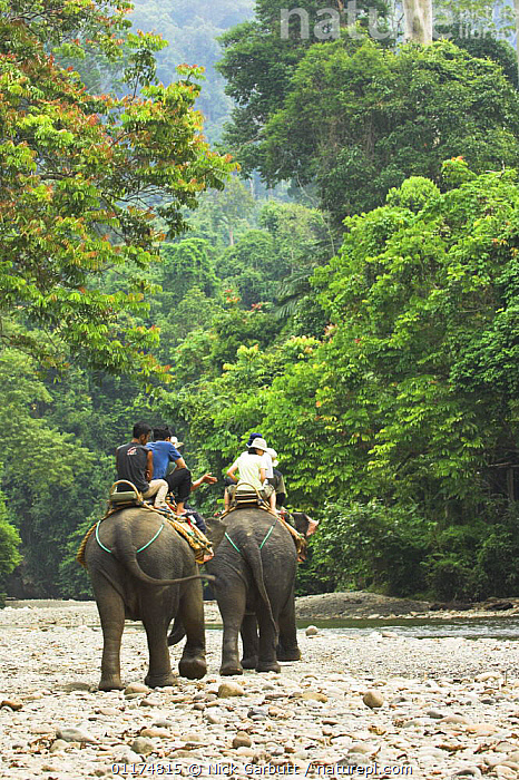 Stock photo of People riding Sumatran forest elephants (Elephas maximus ...