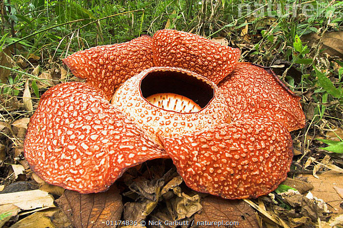 Stock photo of Rafflesia (Rafflesia keithei) flower on the lower slopes ...
