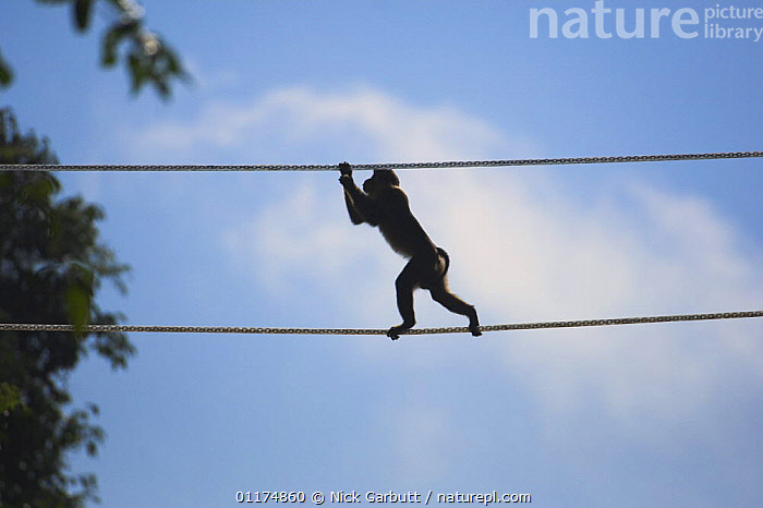 Stock photo of Pigtail Macaque (Macaca nemestrina) crossing purpose ...
