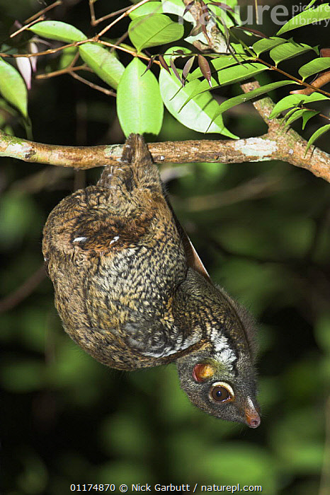 Stock photo of Malayan Colugo / Flying Lemur (Cynocephalus variegatus ...