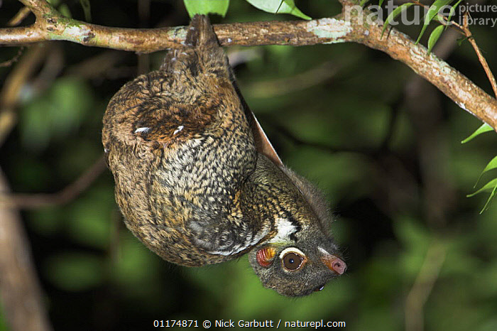 Stock photo of Malayan Colugo / Flying Lemur (Cynocephalus variegatus ...