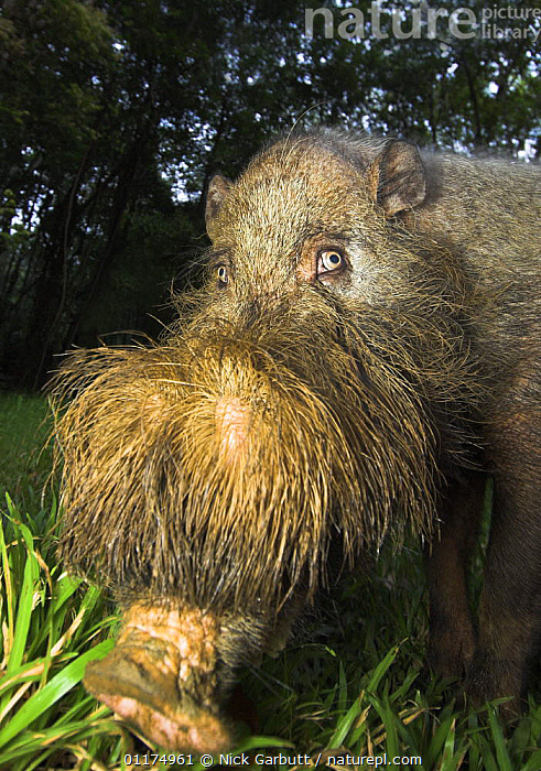 Stock photo of Bearded pig (Sus barbatus) adult male, Kinabatangan ...