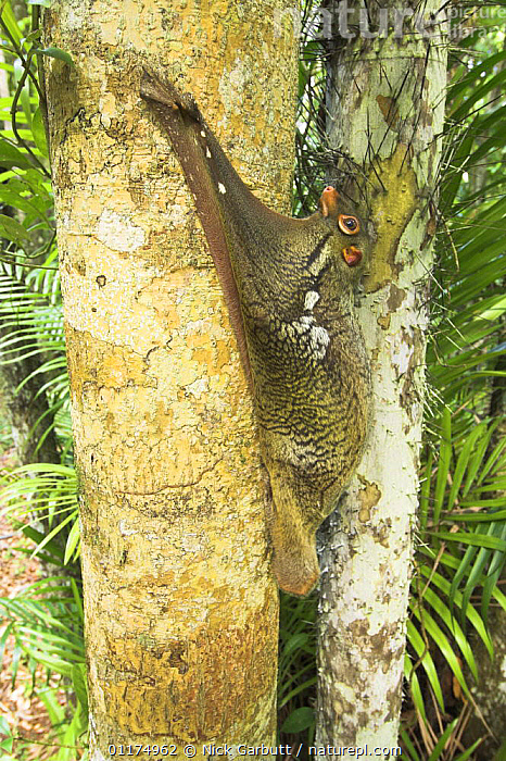 Stock photo of Malayan colugo (Cynocephalus variegatus) in daytime ...
