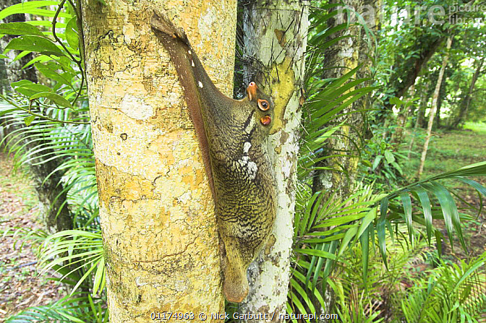 Stock photo of Malayan colugo (Cynocephalus variegatus) in daytime ...