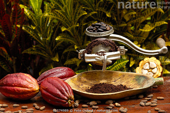 Stock photo of Stages of chocolate production. Whole cocoa pod ...