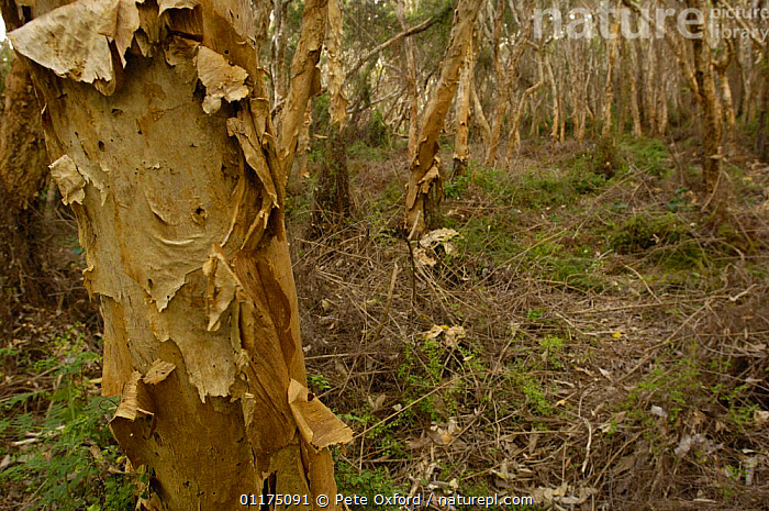 Stock photo of Paper-bark tea tree (Melaleuca quinquenervia) North ...